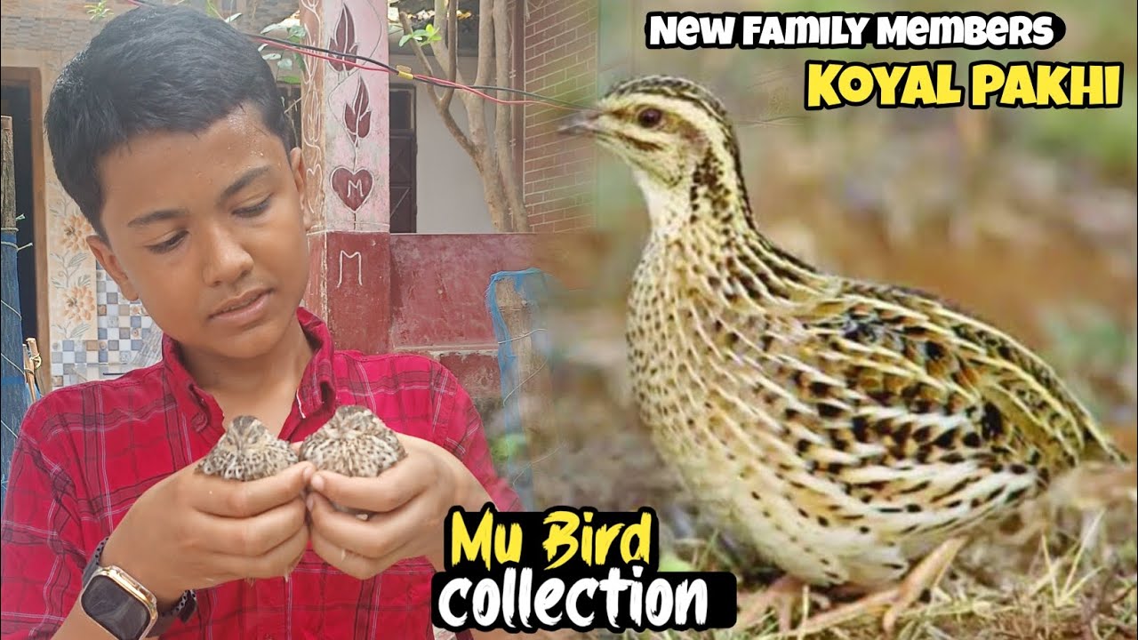 আমার পাখির কালেকশন 😍😇 || My Bird collection || New Farm Members [ Koyal ...