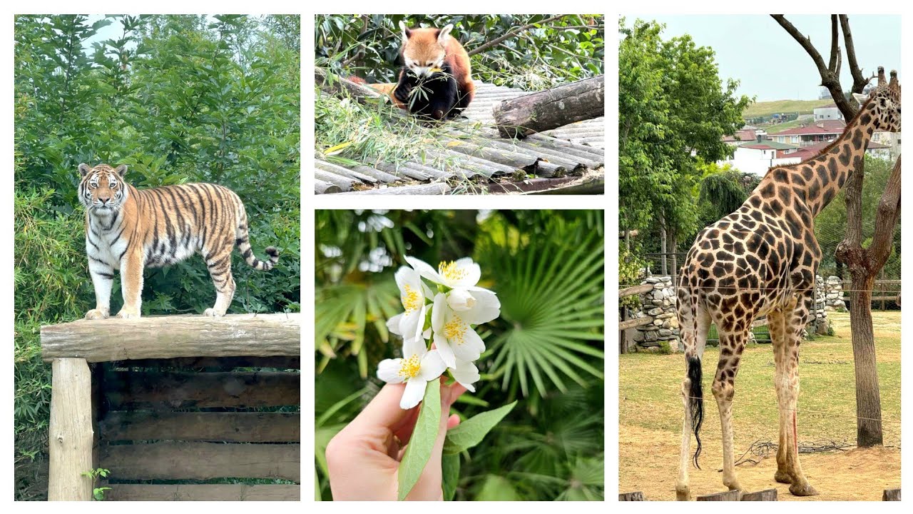 Faruk Yalçın Hayvanat Bahçesi ve Botanik Parkı | ISTANBUL ZOO May 2024 ...