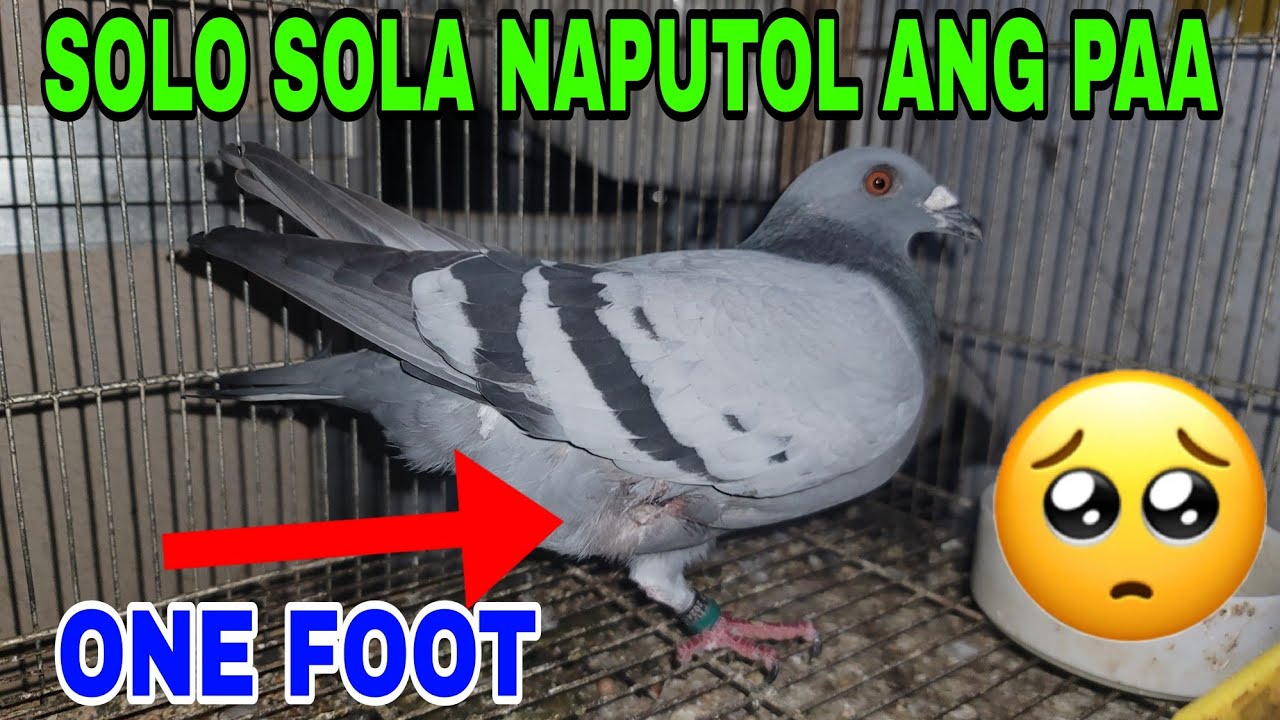 NAPUTOL ANG PAA NI SOLA SOLA / LUISITA TARLAC SELF TOSS #benchsison # ...