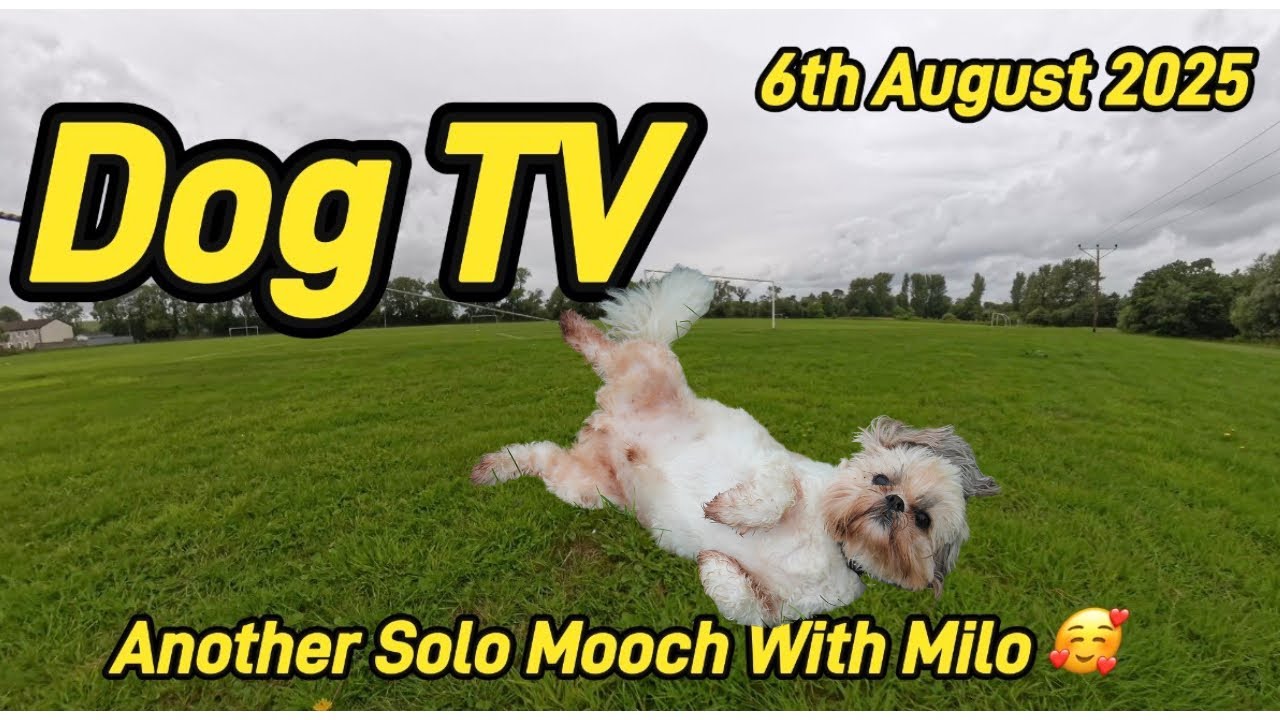 Dog TV - Another Solo With Milo - YouTube