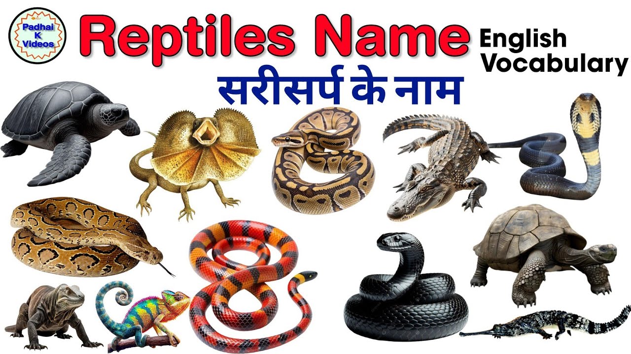 Reptiles Name | Reptiles For Kids | Intresting Fact About Some Famous ...