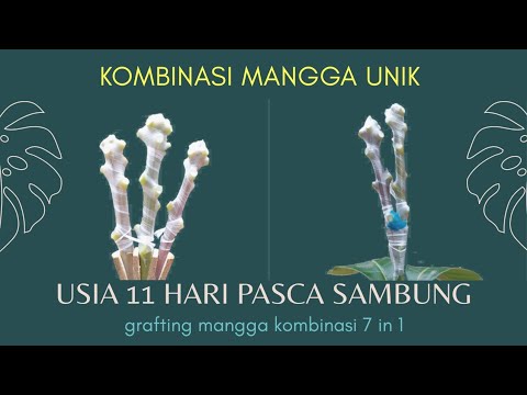 Kombinasi mangga 7 in1 usia 11 hari - YouTube