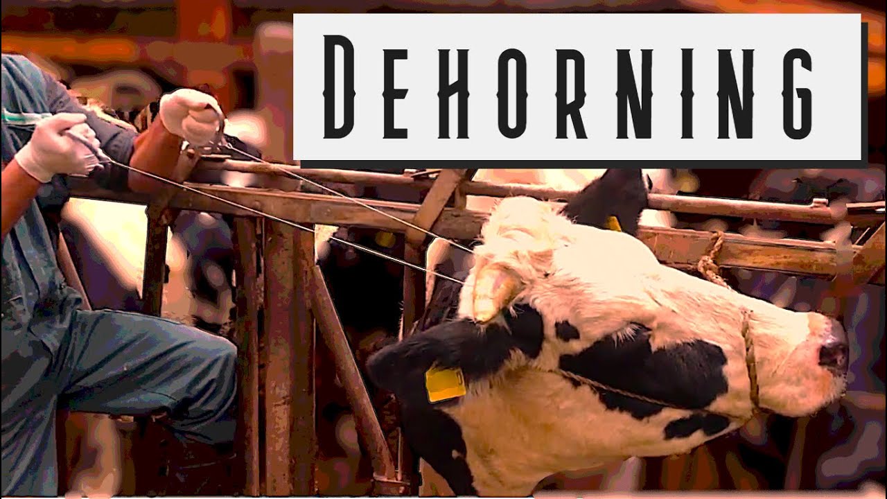 Dehorning Cow #bovine_doctor #cow - YouTube