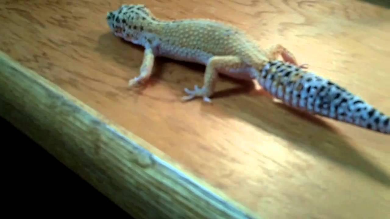 My Leopard Gecko Collection - YouTube