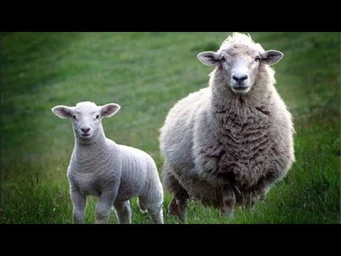 Sheep video / Sheep sound / Sheep fight / Sheep shearing / wooly the ...