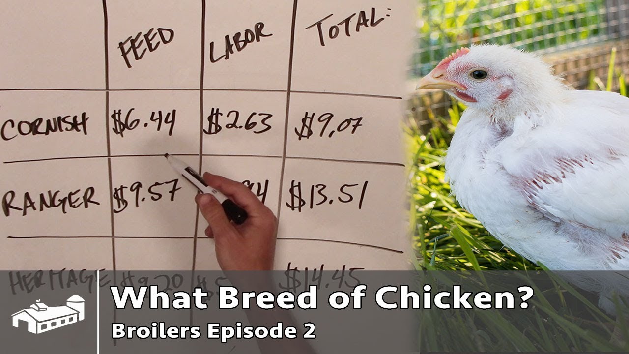 $4.44 Difference Raising Cornish Cross VS Red Ranger Chickens - YouTube