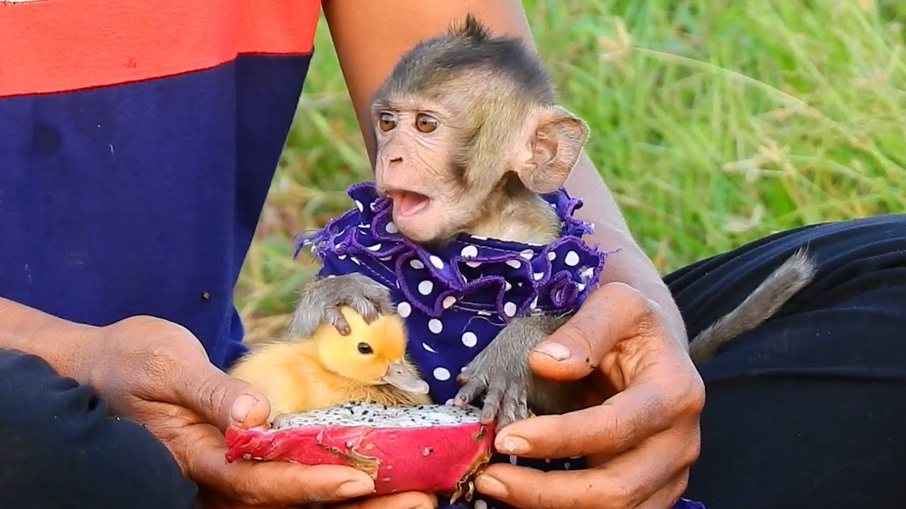 Adorable monkey SweetPea eat dragon fruits with duck! - YouTube