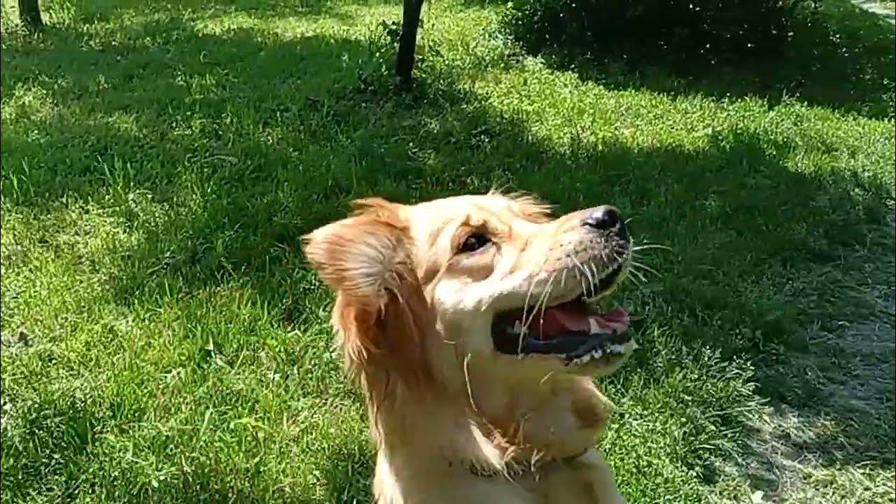 Годовалая девочка Золотистого ретривера обожает подносить мячик Линка ...