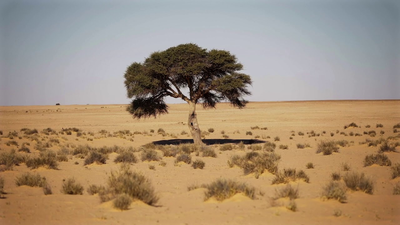 كلتة زمور GAULTA - YouTube