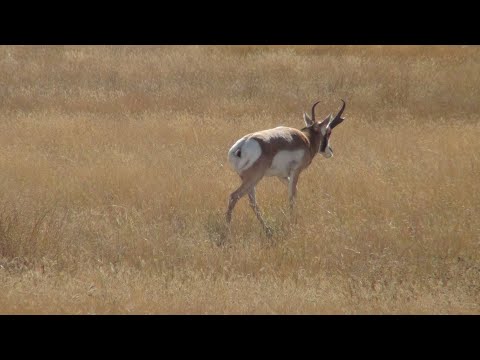 Oregon Pronghorn Hunt - YouTube