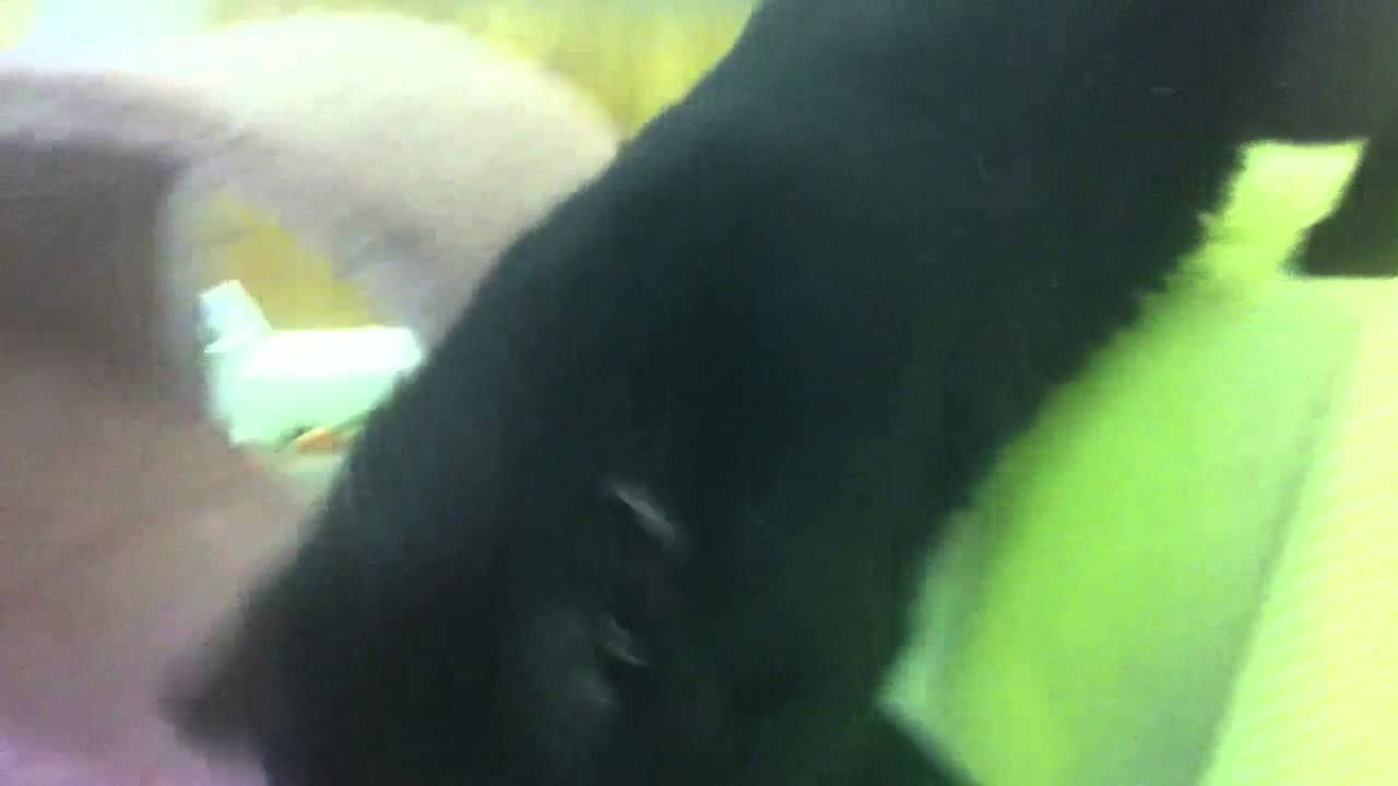 Sebastian and Baxter - YouTube