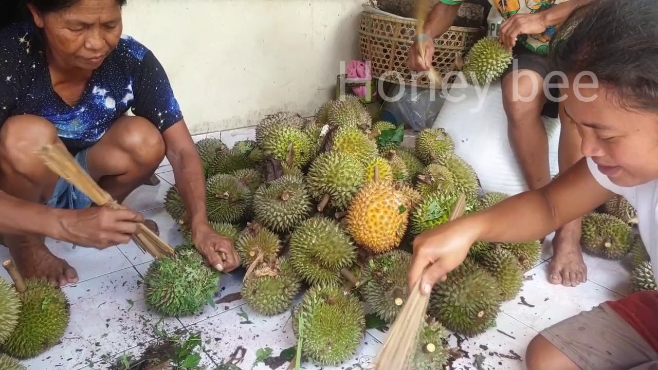 Durian runtuh - YouTube