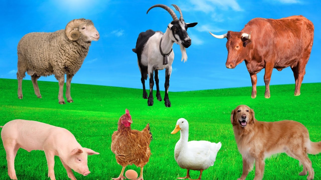 Farm Animal Sounds - Pigs, Ducks, Chickens, Cows, Goats, Sheep, Horses ...