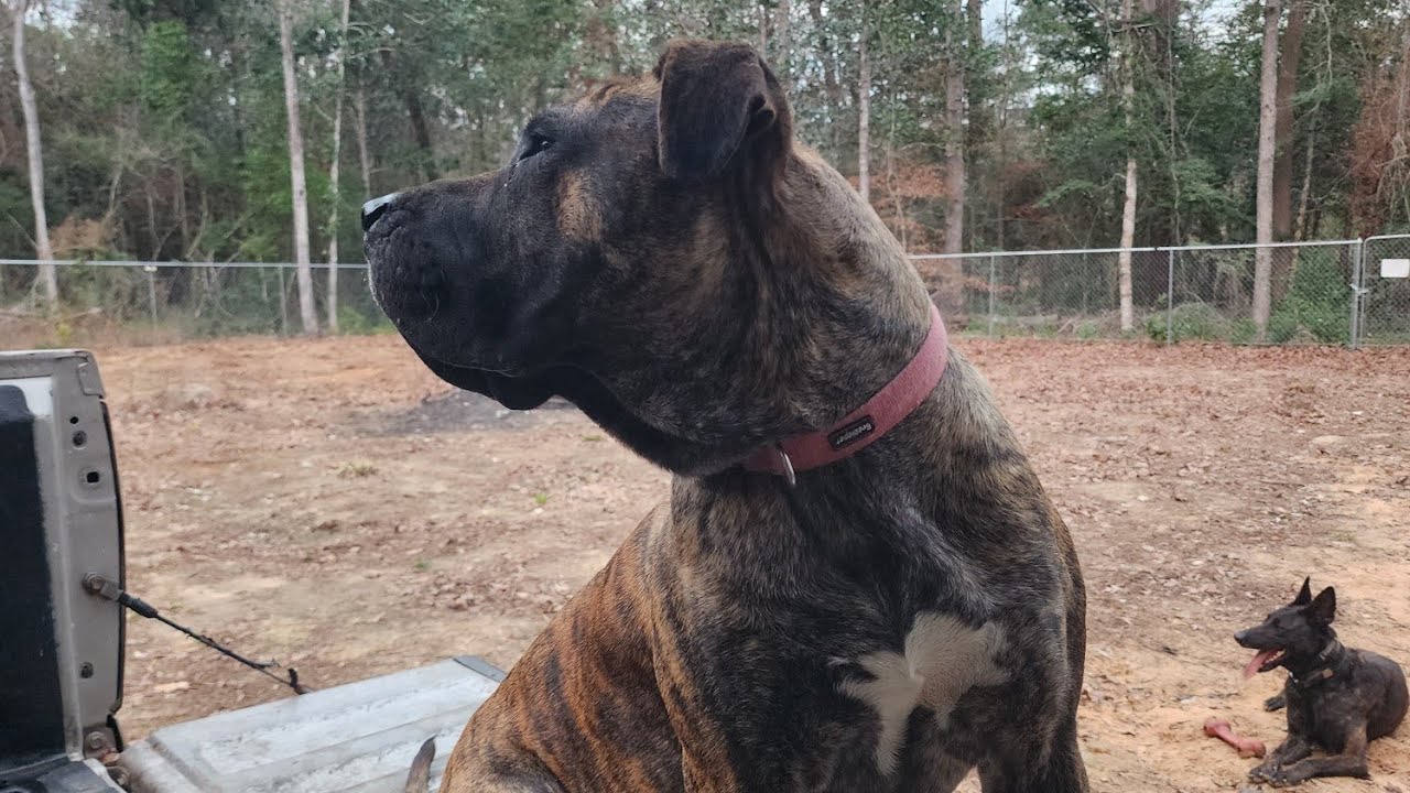 Chaos || Belgium Malinois - Presa Canario. - YouTube