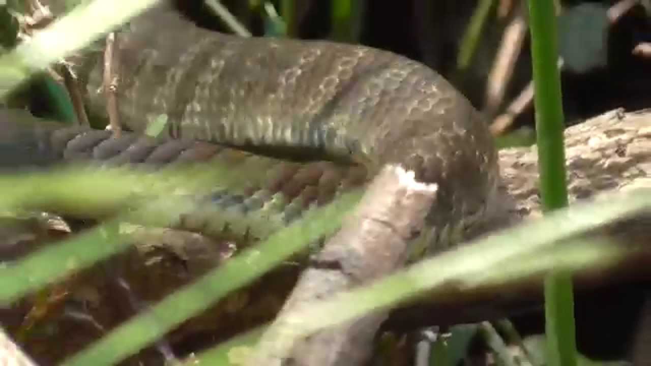 Tiger Snake Moving Around - YouTube