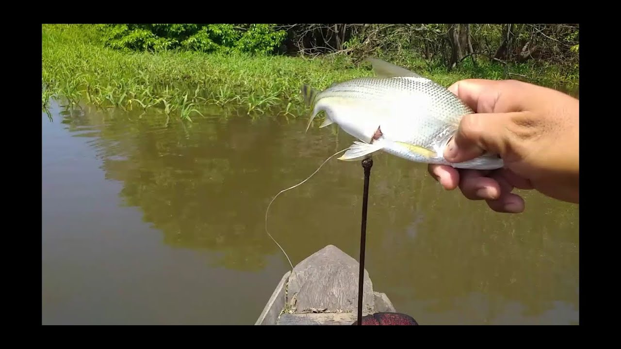 Pesca com estilingue (baladeira) - YouTube