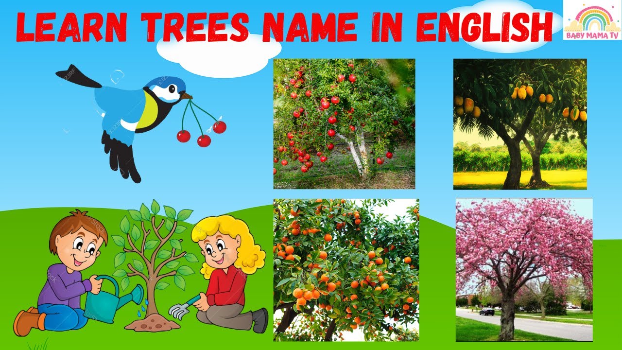 Tree I Trees name I learn trees name I learn trees name in English I ...