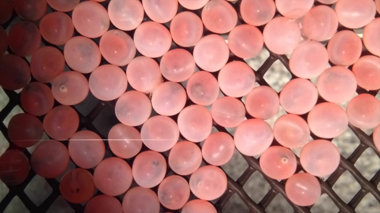Time Lapse - Salmon Hatching - YouTube