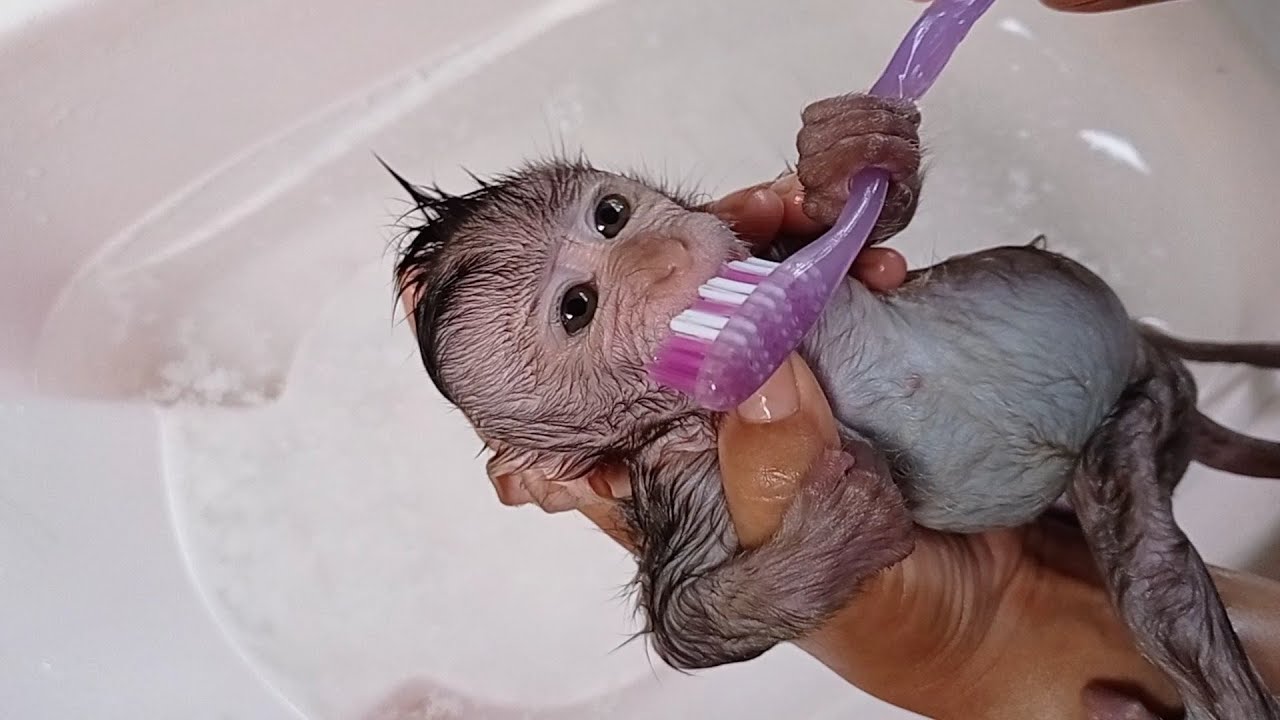 monkey learns to brush his teeth - YouTube