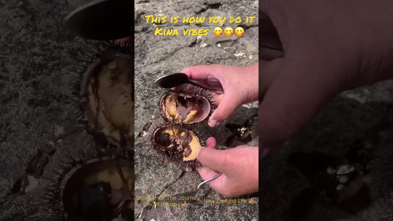 This Is How You Open & Eat A Kina In New Zealand #shorts #newzealand # ...