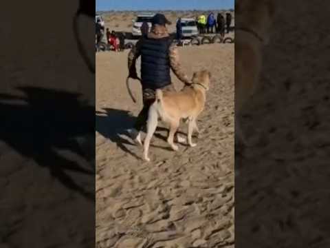 Strong 💪 Turkmen alabay dog's ☝ 🇹🇲 ♥ | Туркменский Волкодав #shorts #shortsvideo #turkmenistan