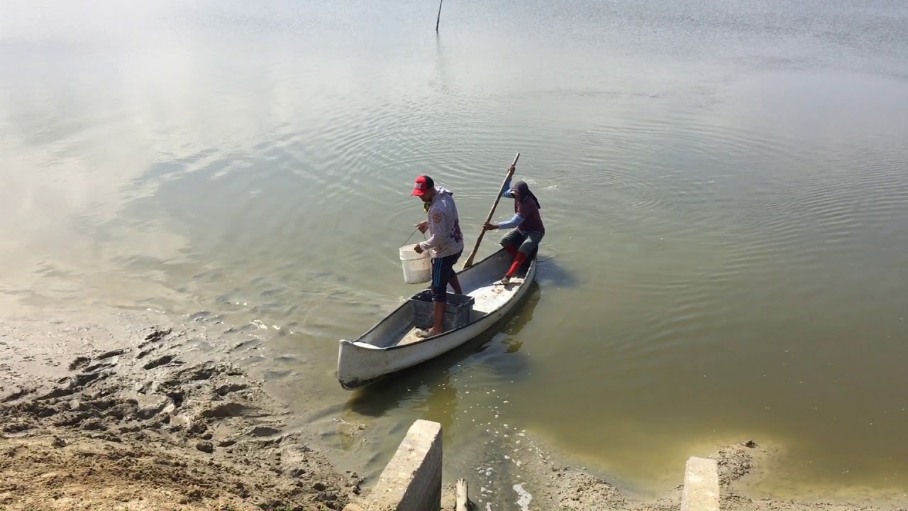 PESQUESOL - Shrimp Farming in Ecuador - YouTube