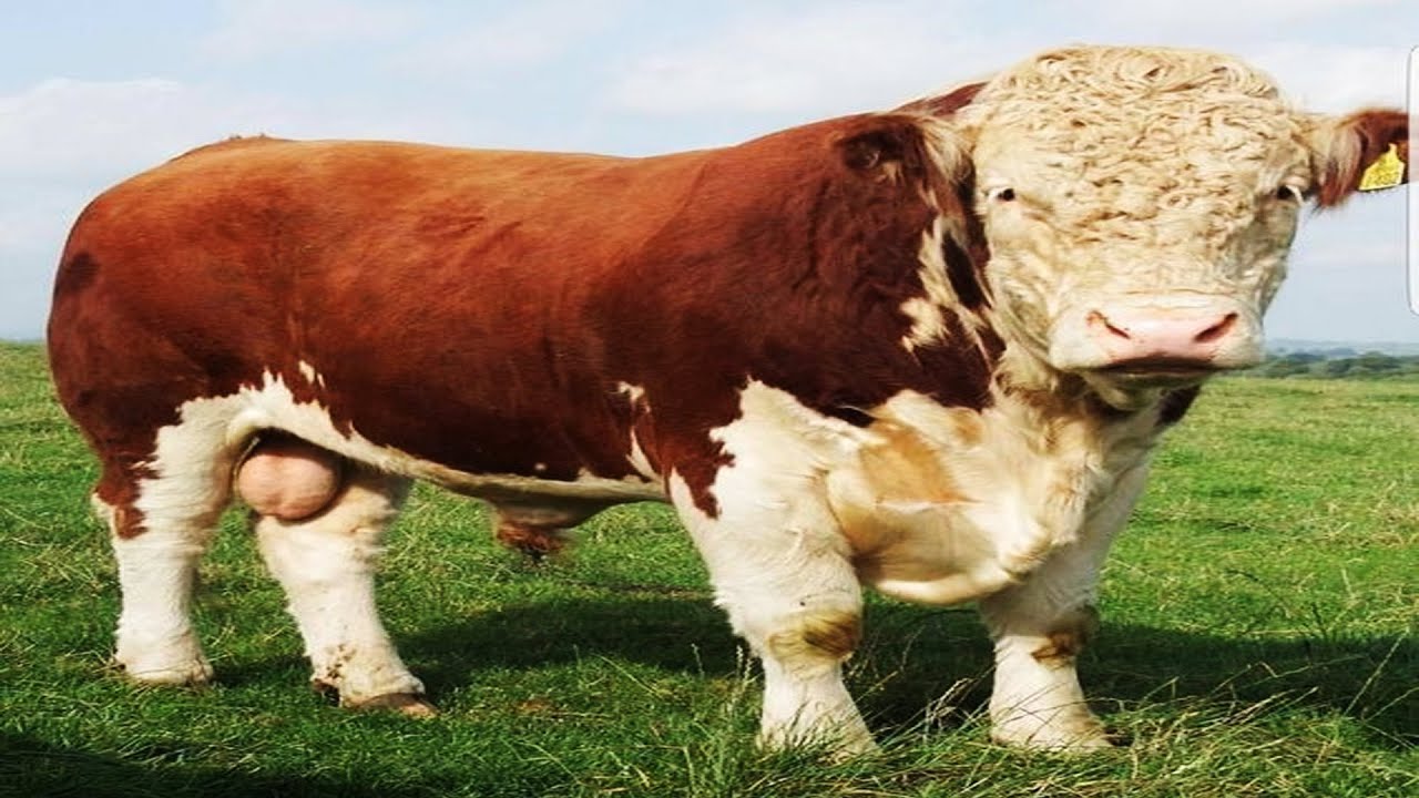 Tractor Video Review on the Farm Powerful Tractors Machinery Cattle ...