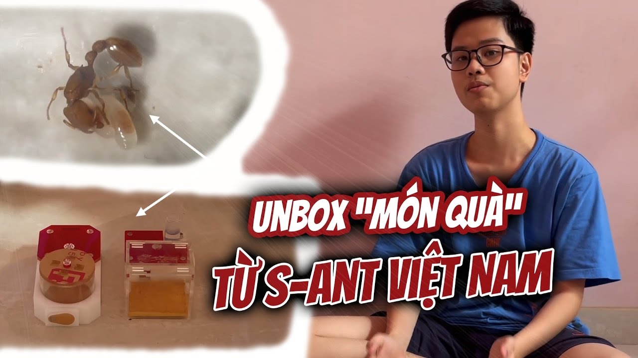 Unbox "món quà" từ đơn vị tank kiến S-ant Việt Nam/ Unbox new ants and ...