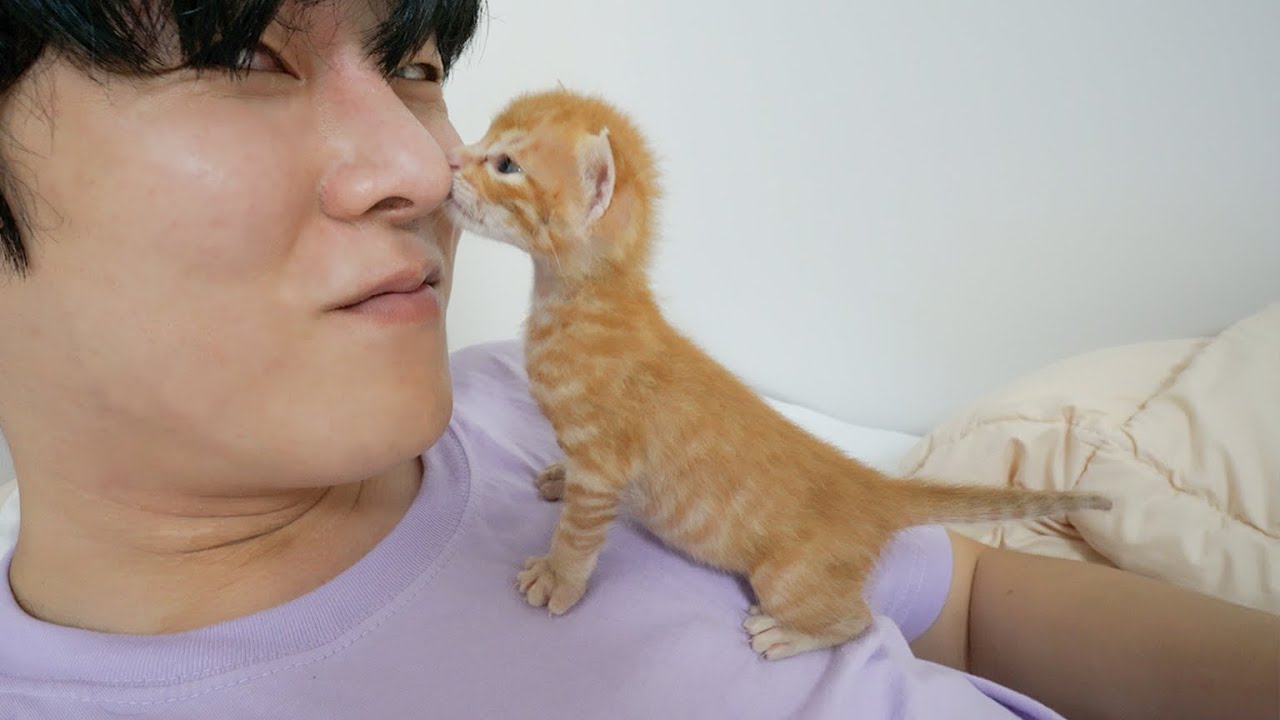 My Kitten Keeps Trying To Stay Next To Me YouTube my-kitten-keeps-trying-to-stay-next-to-me-youtube