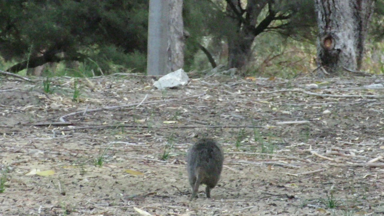 Quokka Hop - YouTube