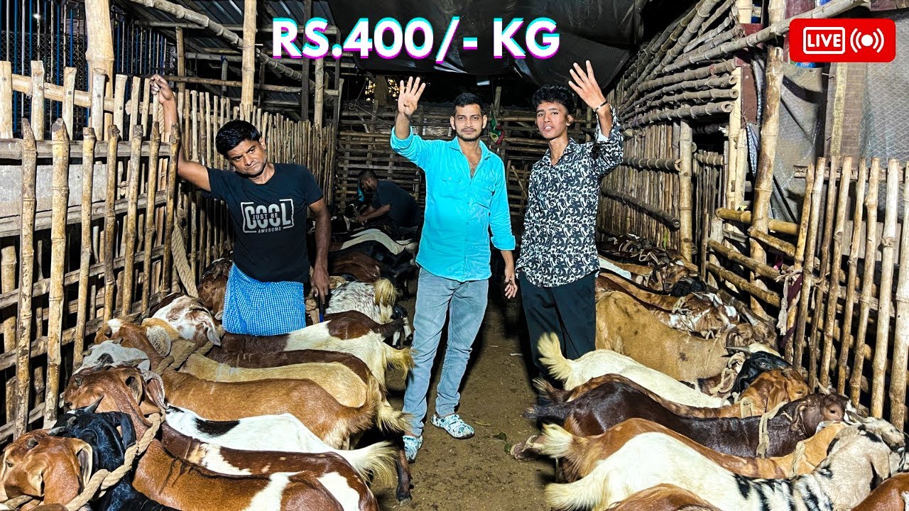 Tuesday Goat Market | Goat Price Update Rs.400/- Kg - YouTube