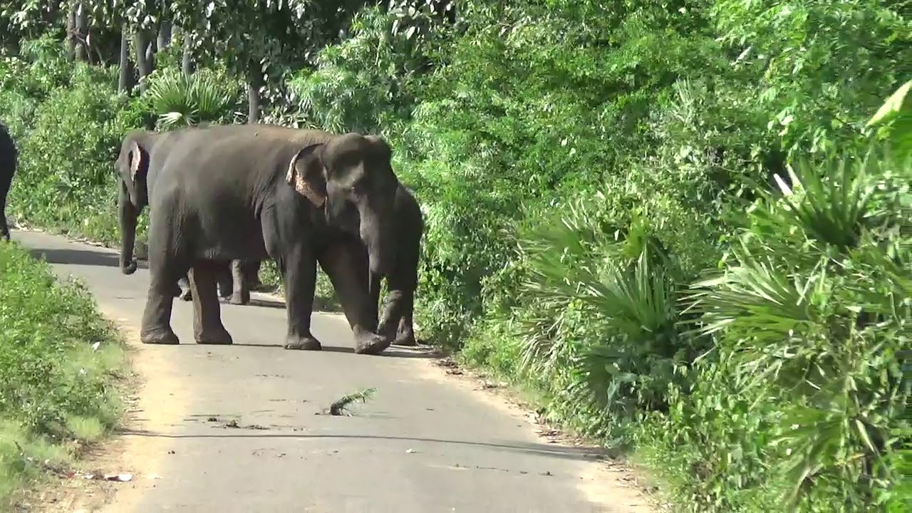 Elephant menace on highway in vizianagaram district. - YouTube