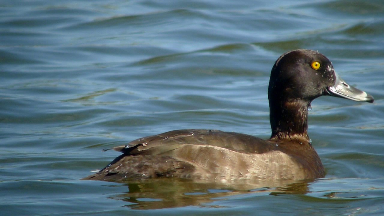 Birds - Vogels - Ria Formosa - YouTube