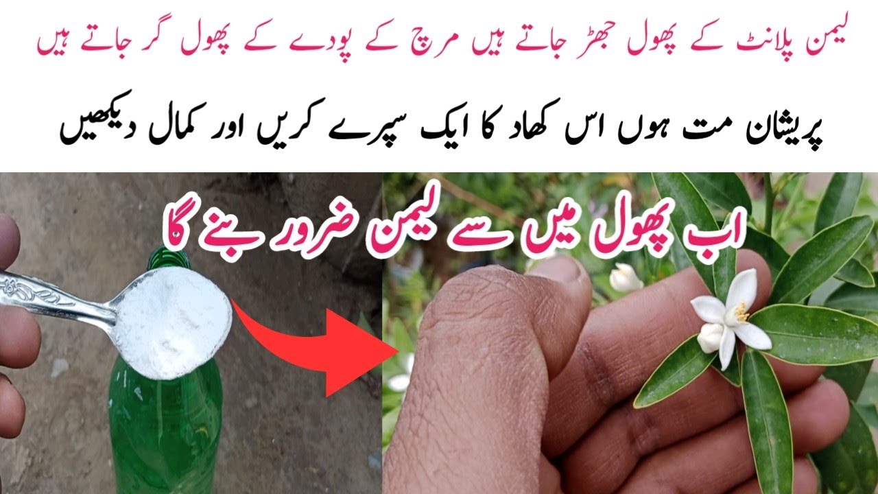 Best Fertilizer for Lemon plant | kya lemon plant k phool jhar jate hen ...
