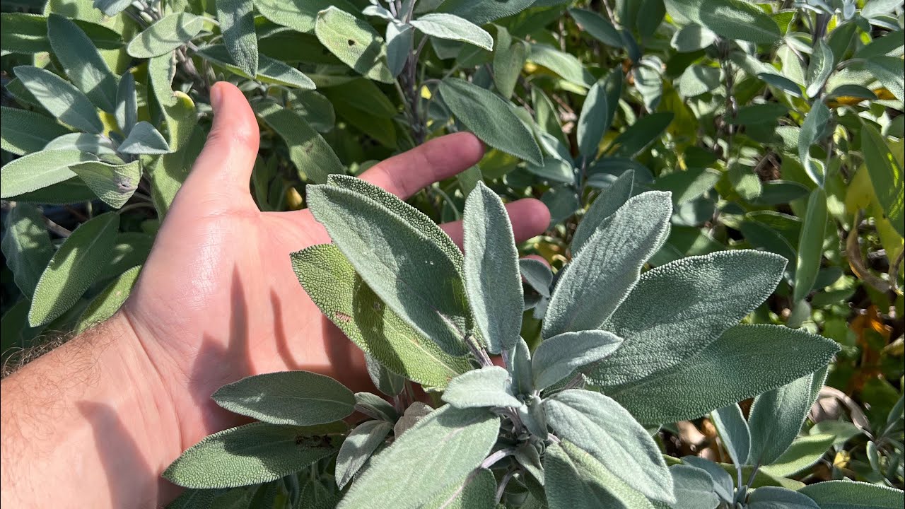 How to Save Sage Seeds - Never Buy Seed AGAIN! - YouTube
