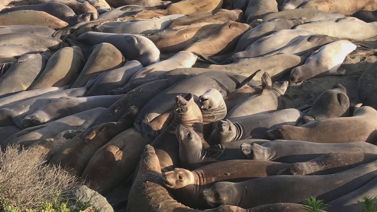 Grumpy Elephant Seals - YouTube