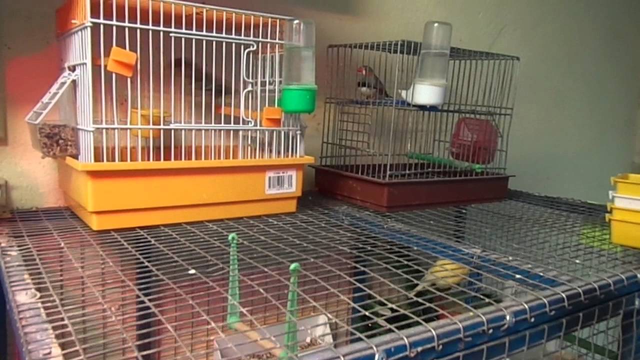 Canary farm-Καναρινια - YouTube