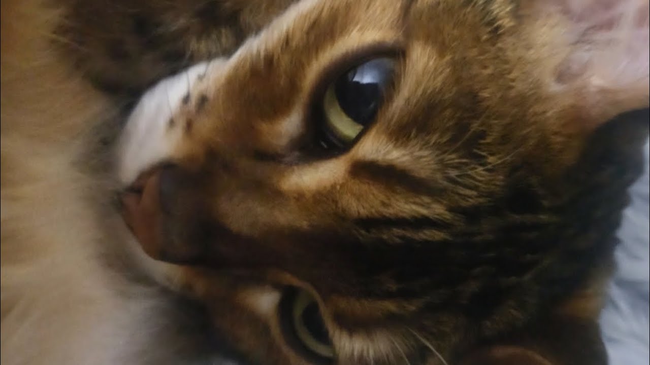 Kokoa Shows Off Her Cute Cat Snarl - YouTube