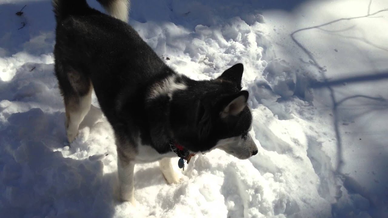 Balto deeper snow 001 - YouTube