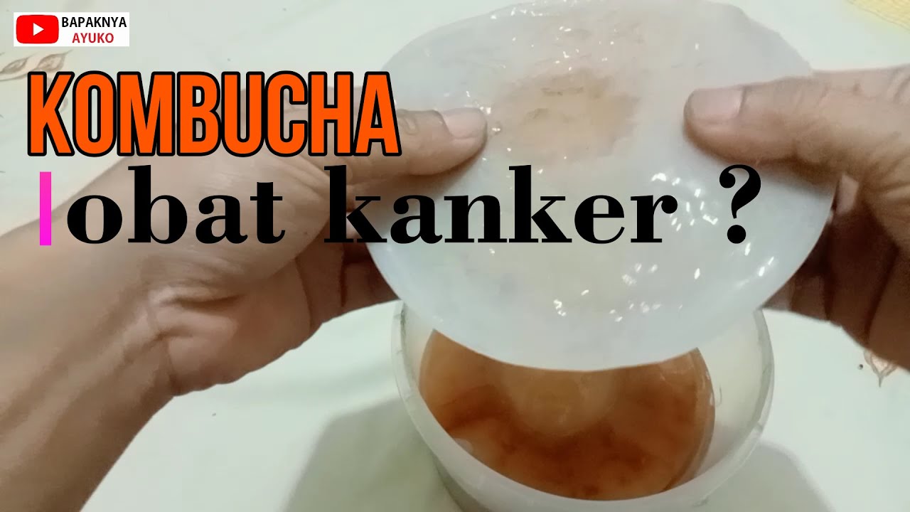 KOMBUCHA: JAMUR ABADI KAYA MANFAAT - YouTube