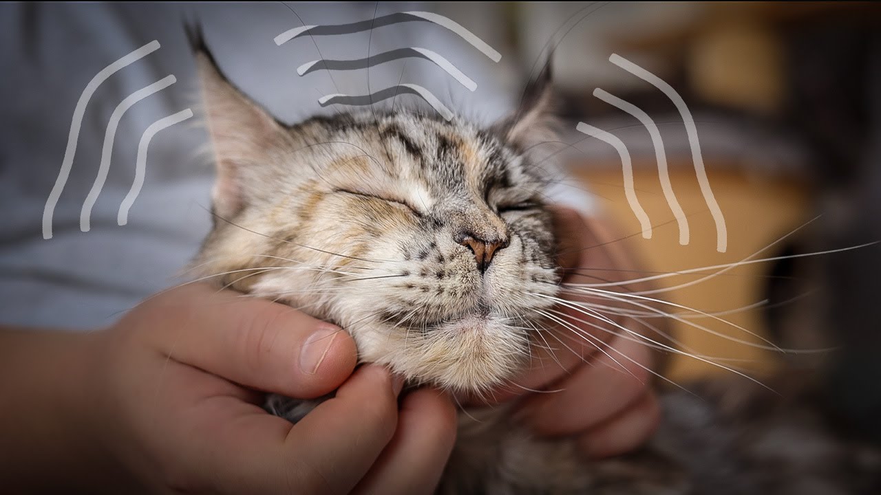 Ultimate purring machine - YouTube