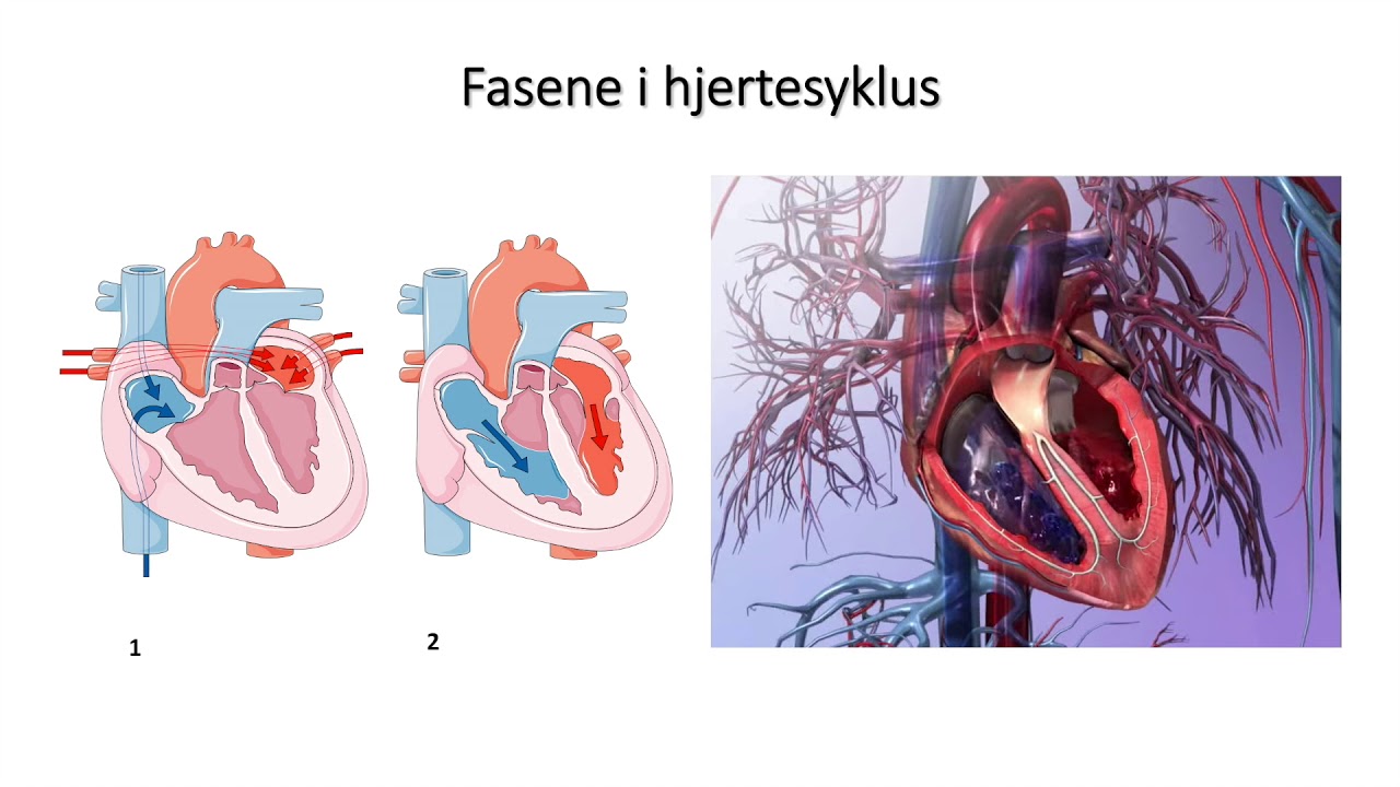Sirkulasjonssystemet: Fasene i hjertesyklus - YouTube