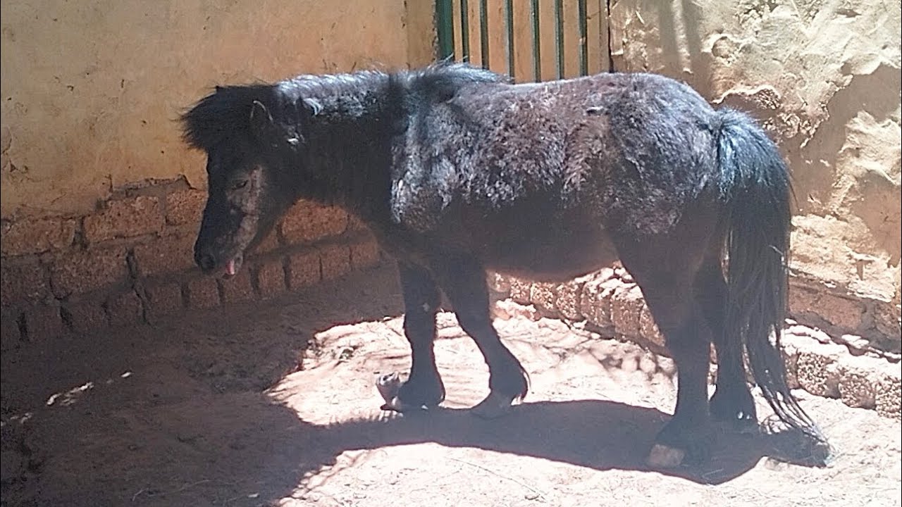 حصان سيسي جميل وكيوت - Al-Sisi's beautiful horse - YouTube