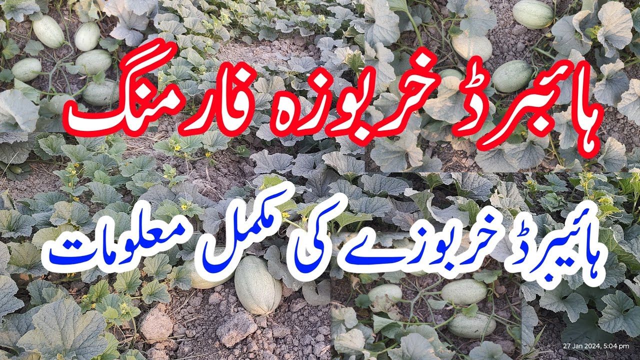 Hybrid Melon Growing.How to plant || Kharbooza variety in winter from ...