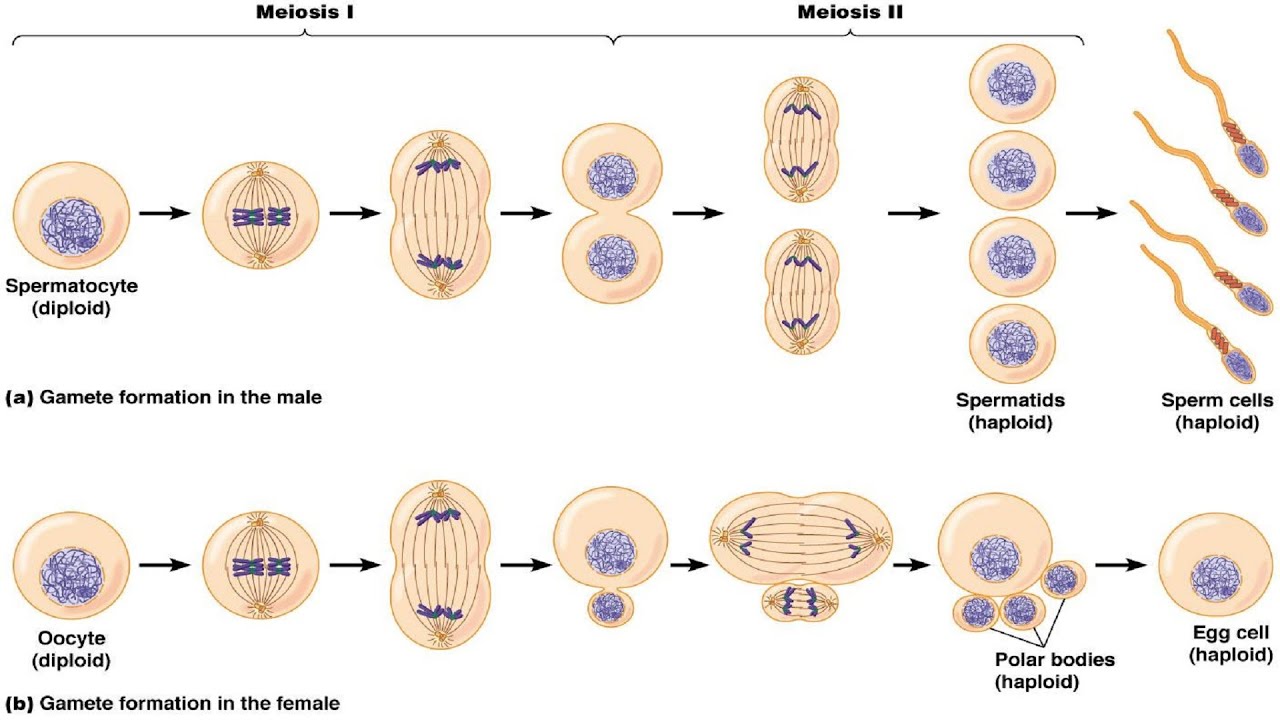 Stages Of Meiosis YouTube