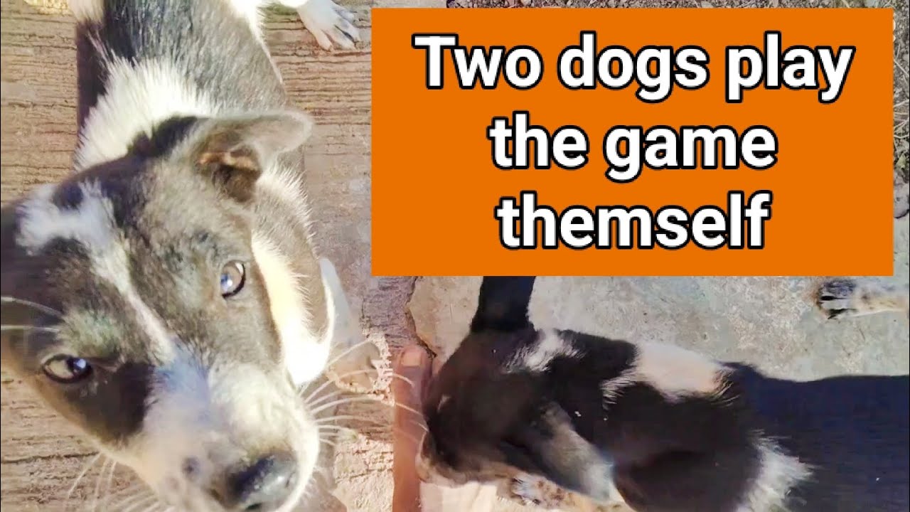 The two cute dogs's playing video, 👌😊♥️♥️ ️ - YouTube