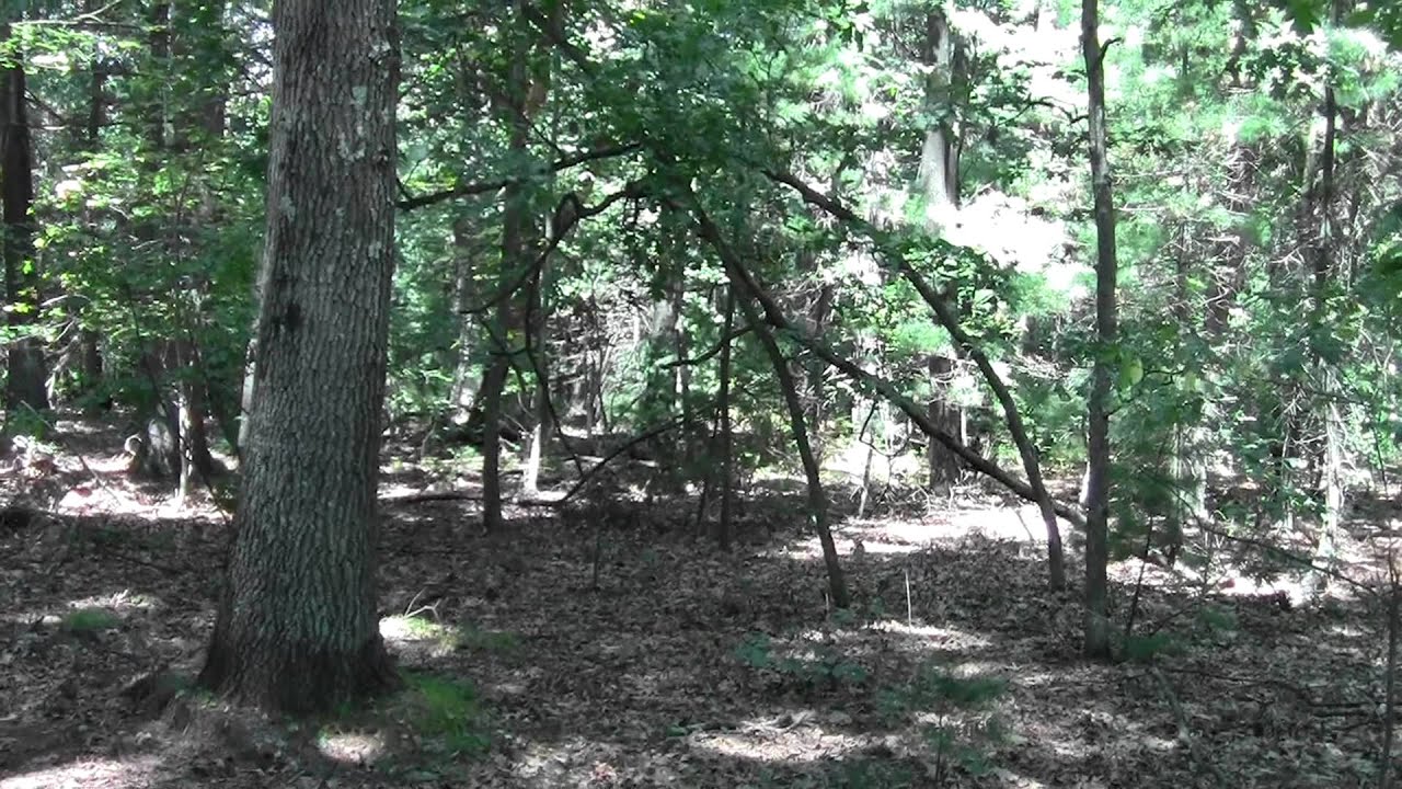 Andover Trail Annals: Serio's Grove Part 1. - YouTube
