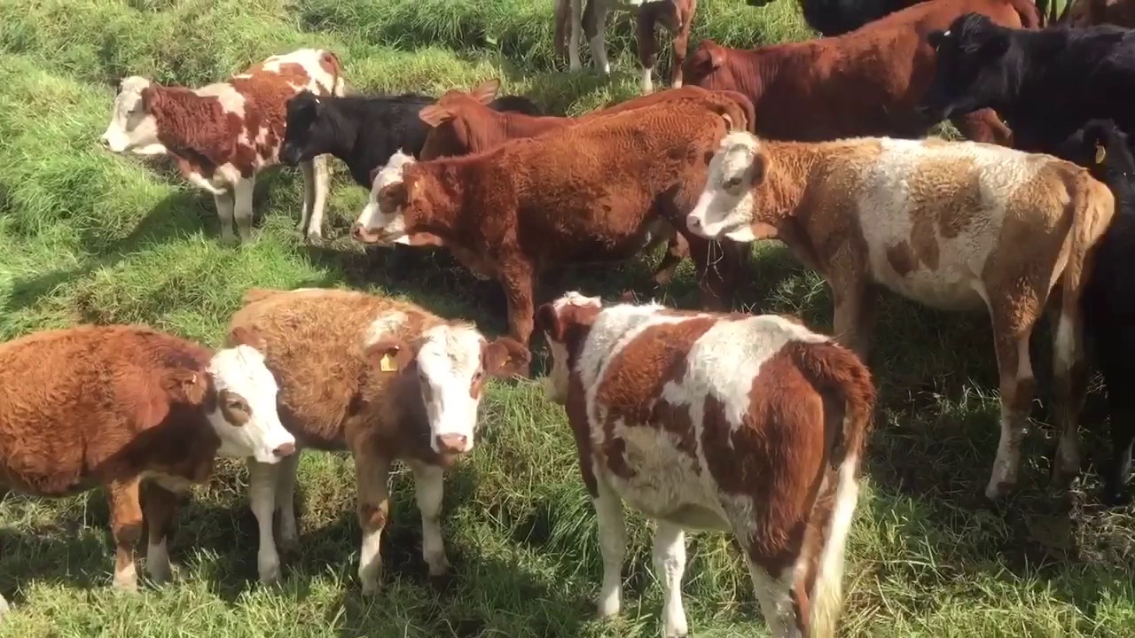 EN VENTA NOVILLAS ANGUS - BRANGUS Y SIMENTAL PURAS CON REGISTRO - YouTube