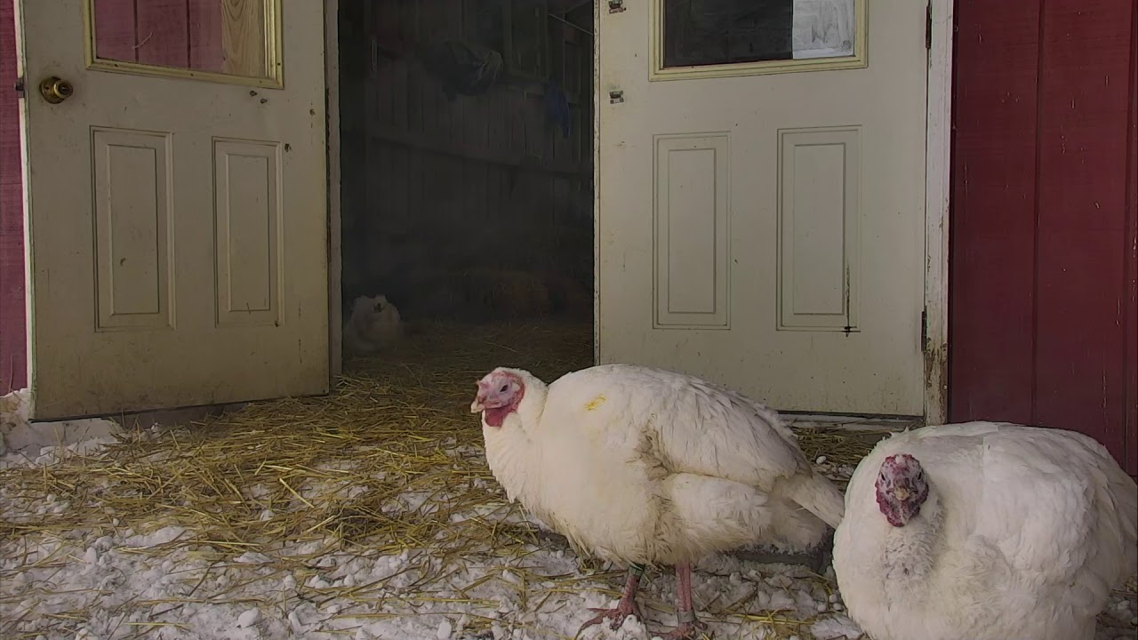 Turkey Barn Cam 03-06-2018 06:18:58 - 07:18:59 - YouTube