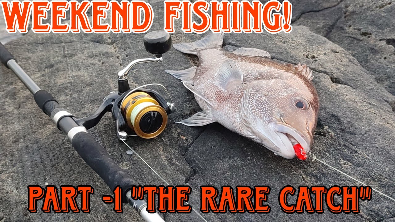 my new personal best blubber lip snapper!லூரில் மாட்டிய ராட்சத கொரலி ...